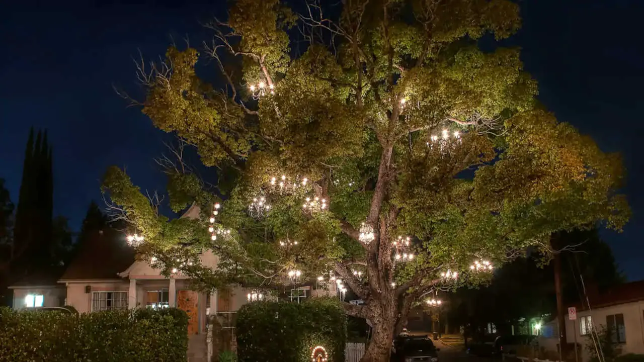 Outdoor Tree Lighting for Your Yard - Gardening Latest