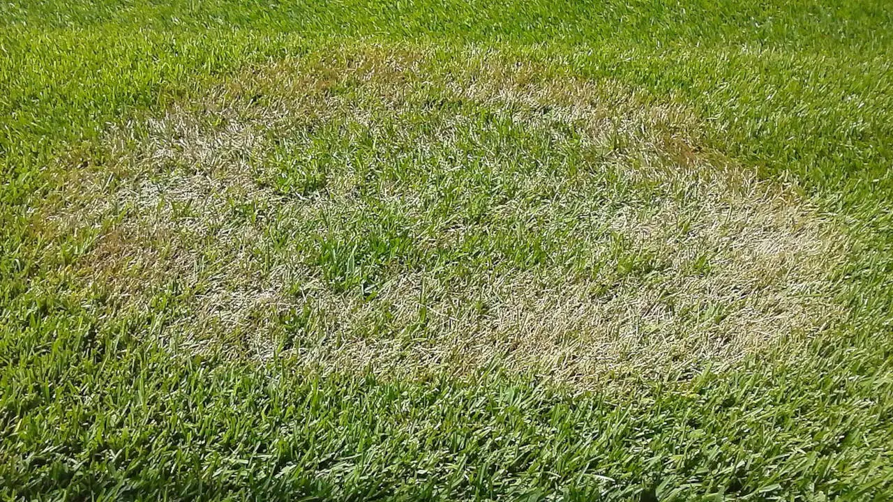 Brown Patch Fungus | Brown Patch Fungus Treatment and Prevention ...