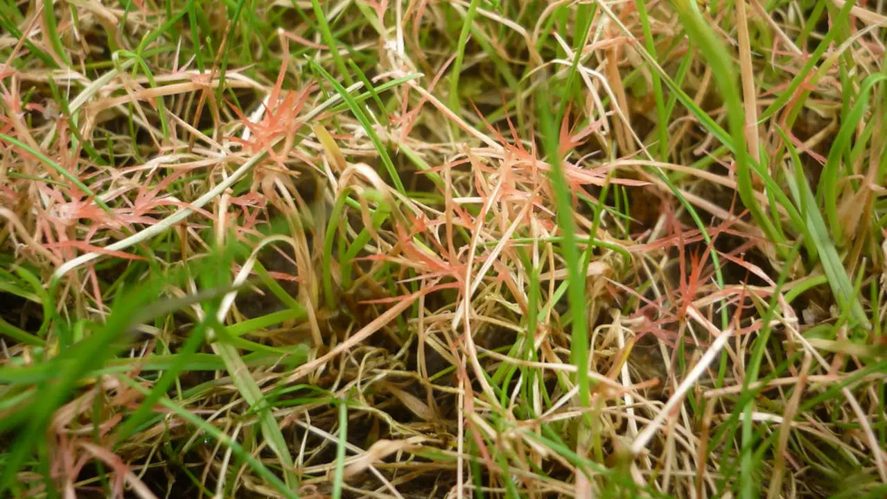 Red Thread Grass | Dealing with Red Thread Lawn Disease Through ...