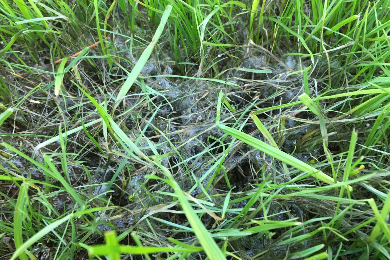 Pythium Blight How To Prevent And Treat Pythium Blight Gardening Latest
