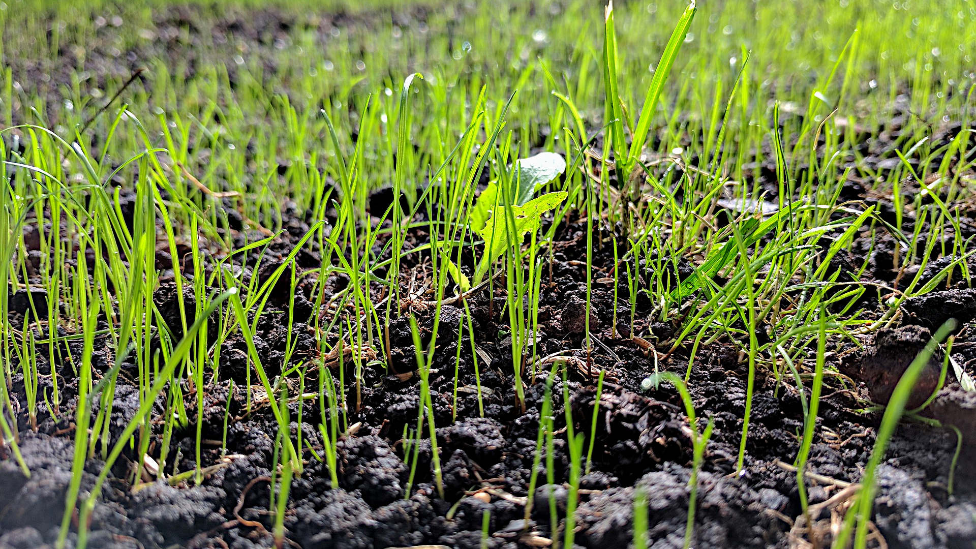 How Long Does It Take for Grass to Grow After Seeding? - Gardening Latest
