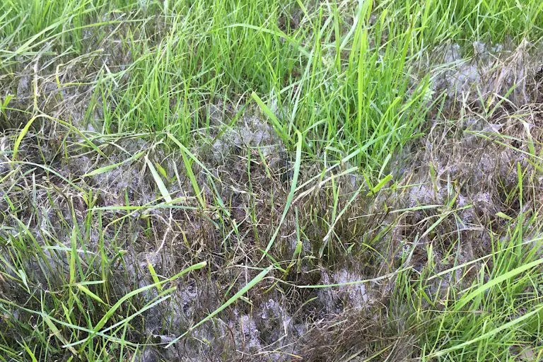 Pythium Blight | How to Prevent and Treat Pythium Blight - Gardening Latest