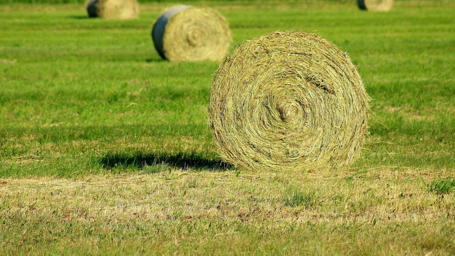 Brown Material for Compost | Where to Find More Brown Materials ...