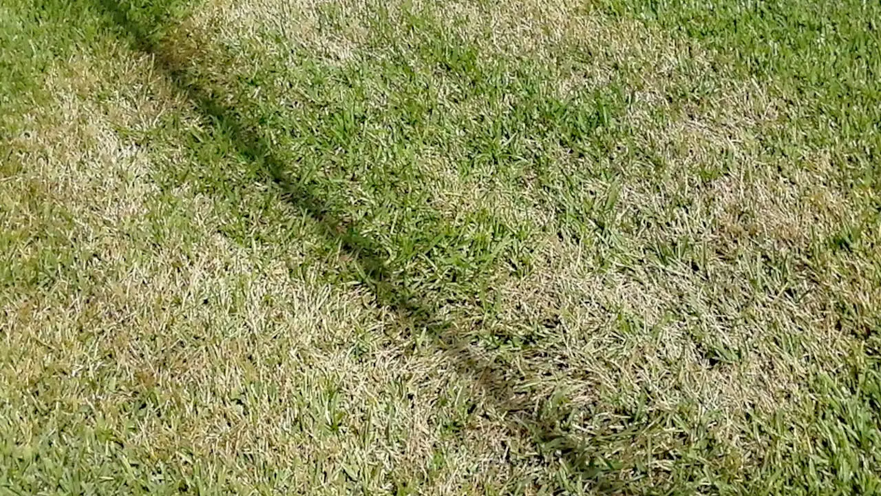 Brown Patch Fungus | Brown Patch Fungus Treatment and Prevention ...