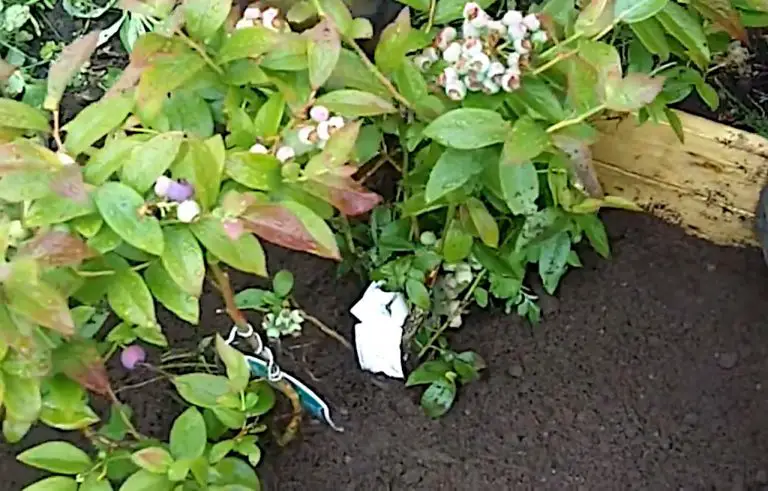 A Guide to Ericaceous Compost | How to Make and Use It. - Gardening Latest