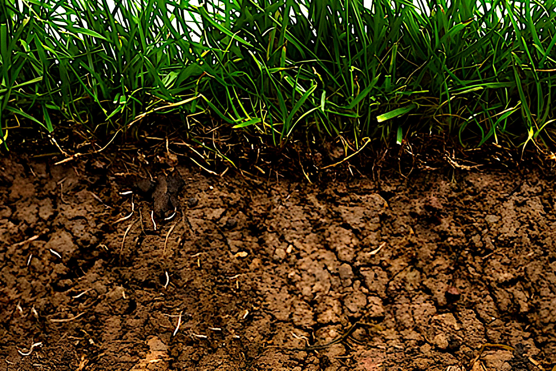 Should You Rototill Your Lawn Before Seeding - Gardening Latest