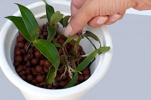 How to Use LECA Balls: Growing Plants in LECA - Gardening Latest
