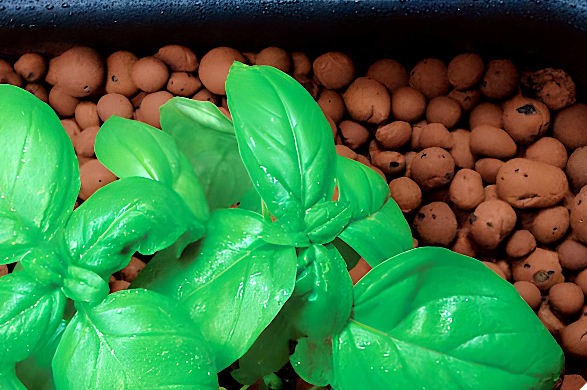 What Exactly Are LECA Balls, and Why Are They Beneficial for Your ...