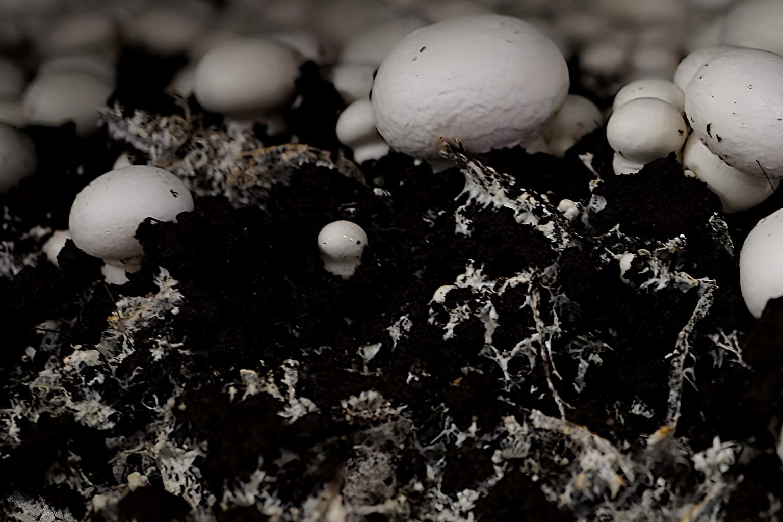 What Is Mushroom Compost? Is it an Over-Hyped or Valuable Soil ...