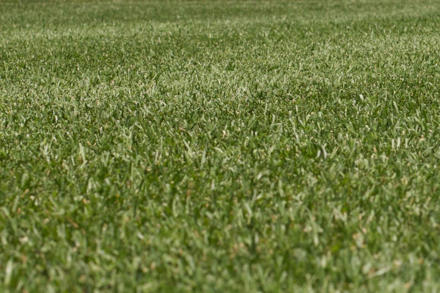 Infill for Artificial Turf: Ensuring You Use the Right Infill for Your ...