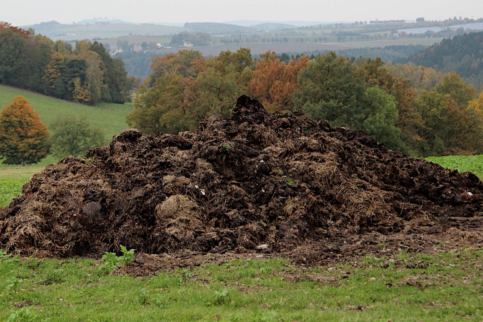 Manure vs Compost: The Differences Explained and Which Works Best For ...