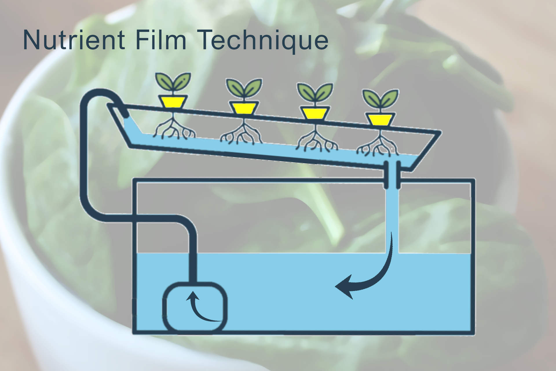 NFT Hydroponic System – Using the Nutrient Film Technique