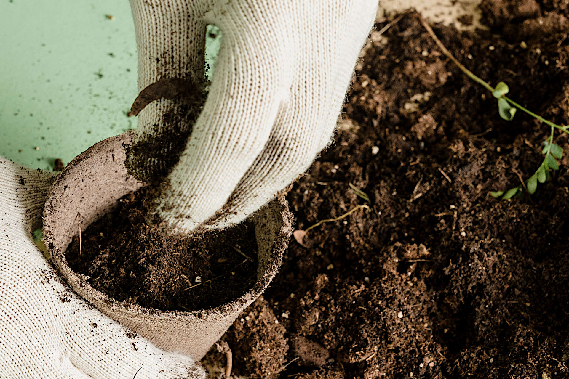 Do Indoor Plants Require Special Compost? Sourcing Nutrients to Feed ...