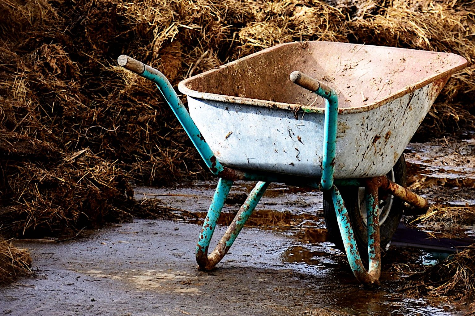 Manure vs Compost: The Differences Explained and Which Works Best For ...