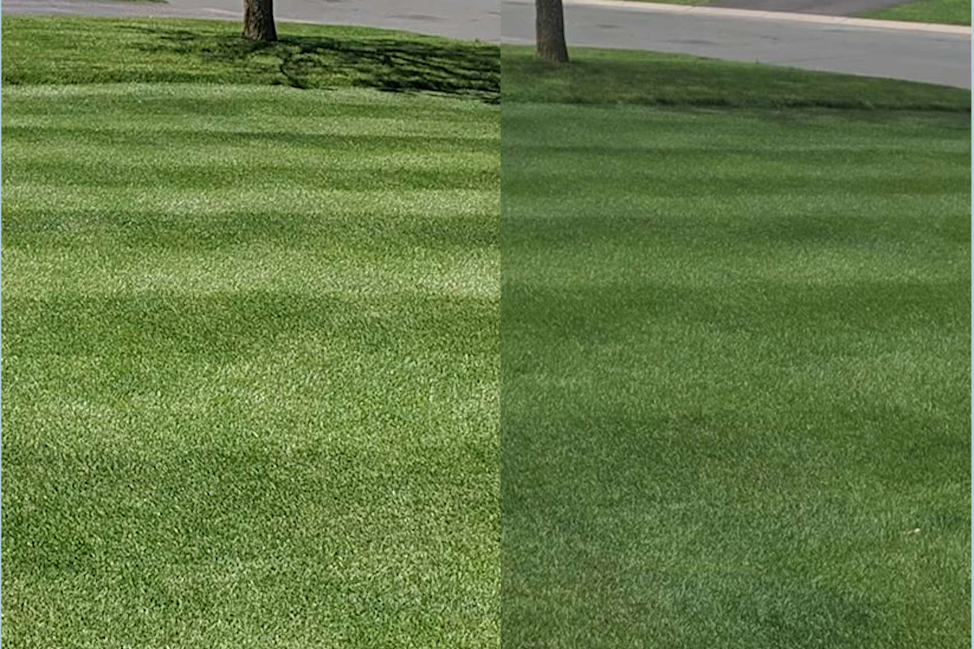 What Makes Your Grass Greener? Creating a Dark Lush Green Lawn ...
