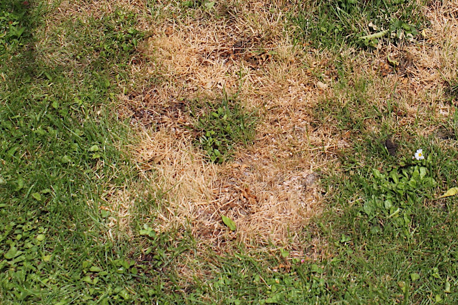 Lawn Tantrum? Don't Panic! How to Rescue Your Grass from Fertilizer ...