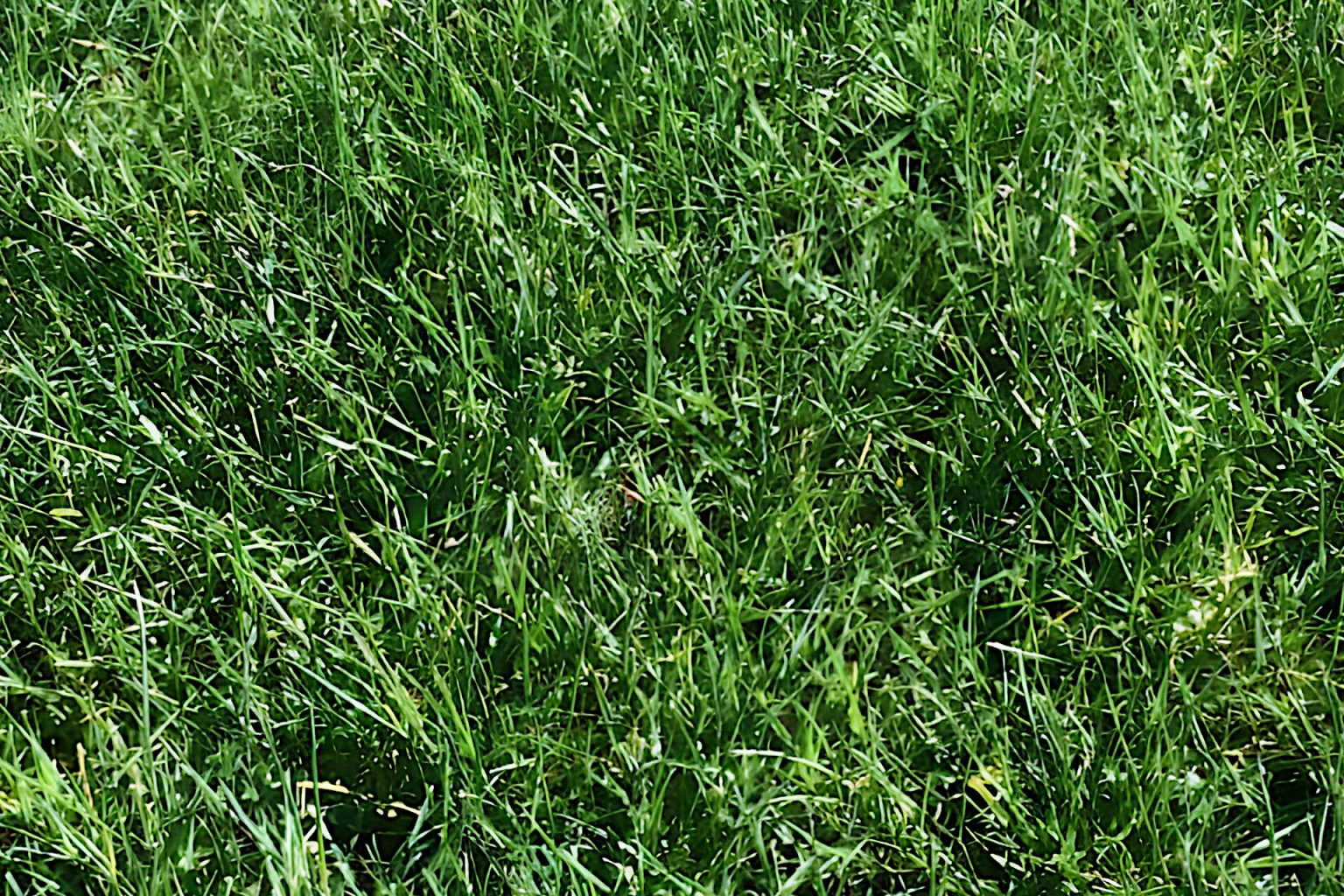 Mastering Hydroseeding: A Deep Dive into Grass Seed Selection and ...