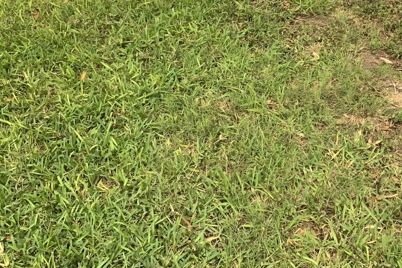 Is Your St Augustine Grass Turning Yellow? What are the Causes and ...