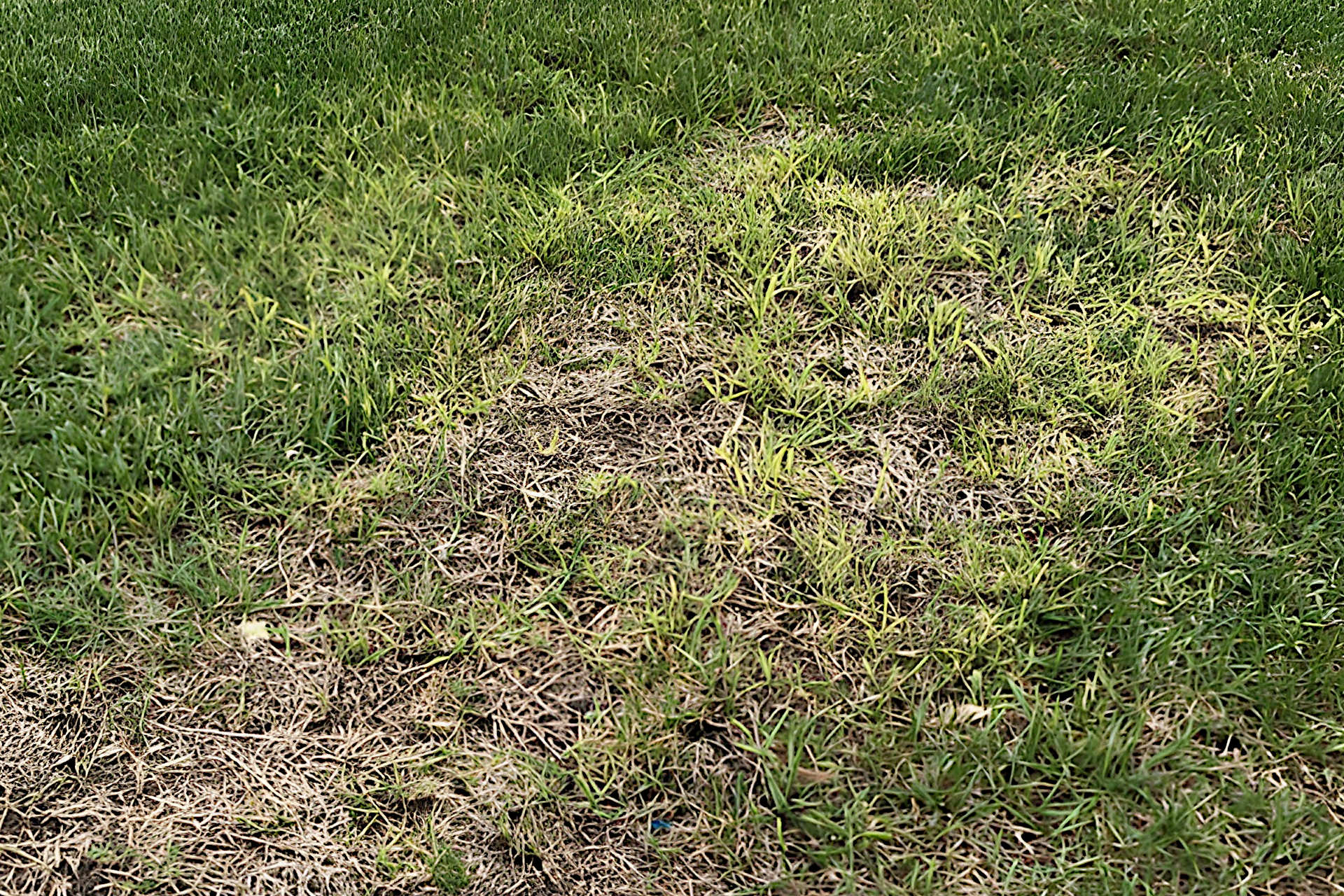 Is Your St Augustine Grass Turning Yellow What Are The Causes And Fixes Gardening Latest