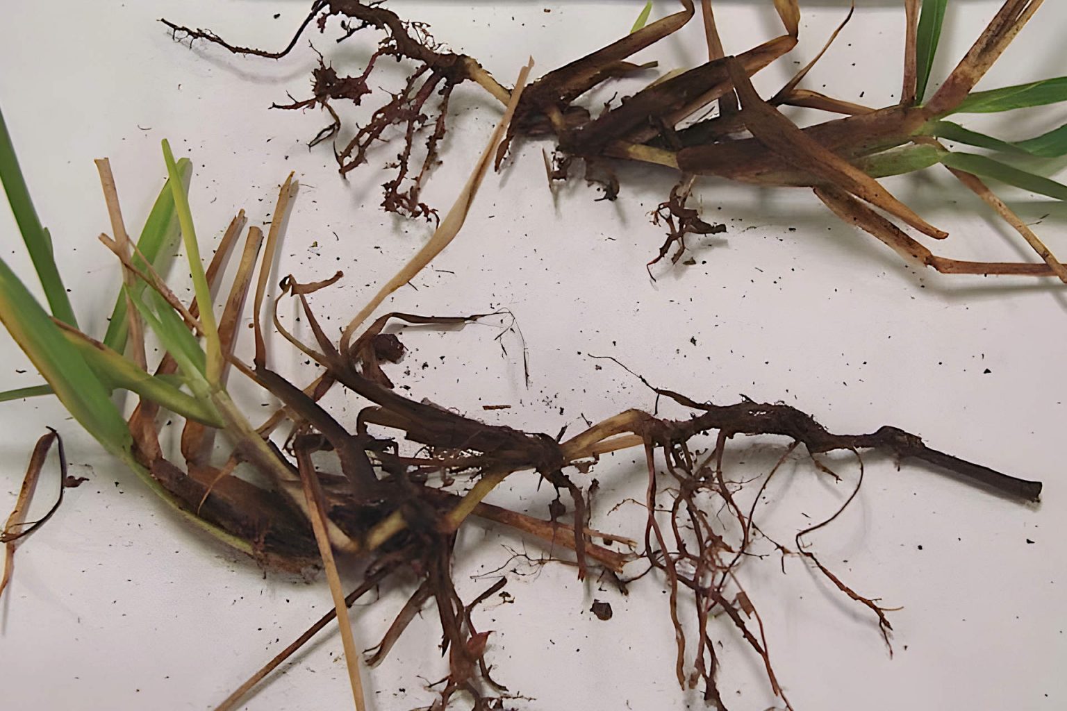 Take-All Root Rot - How to Spot It, Treat It, and Prevent It from ... Take-All Root Rot - How to Spot It, Treat It, and Prevent It from ...