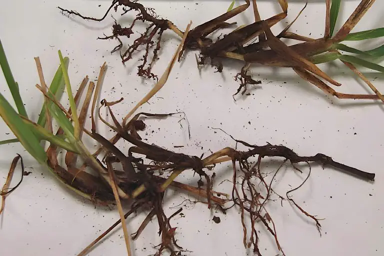Take-All Root Rot - How to Spot It, Treat It, and Prevent It from ...