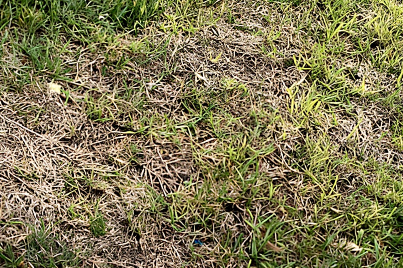 Take-All Root Rot - How to Spot It, Treat It, and Prevent It from ...