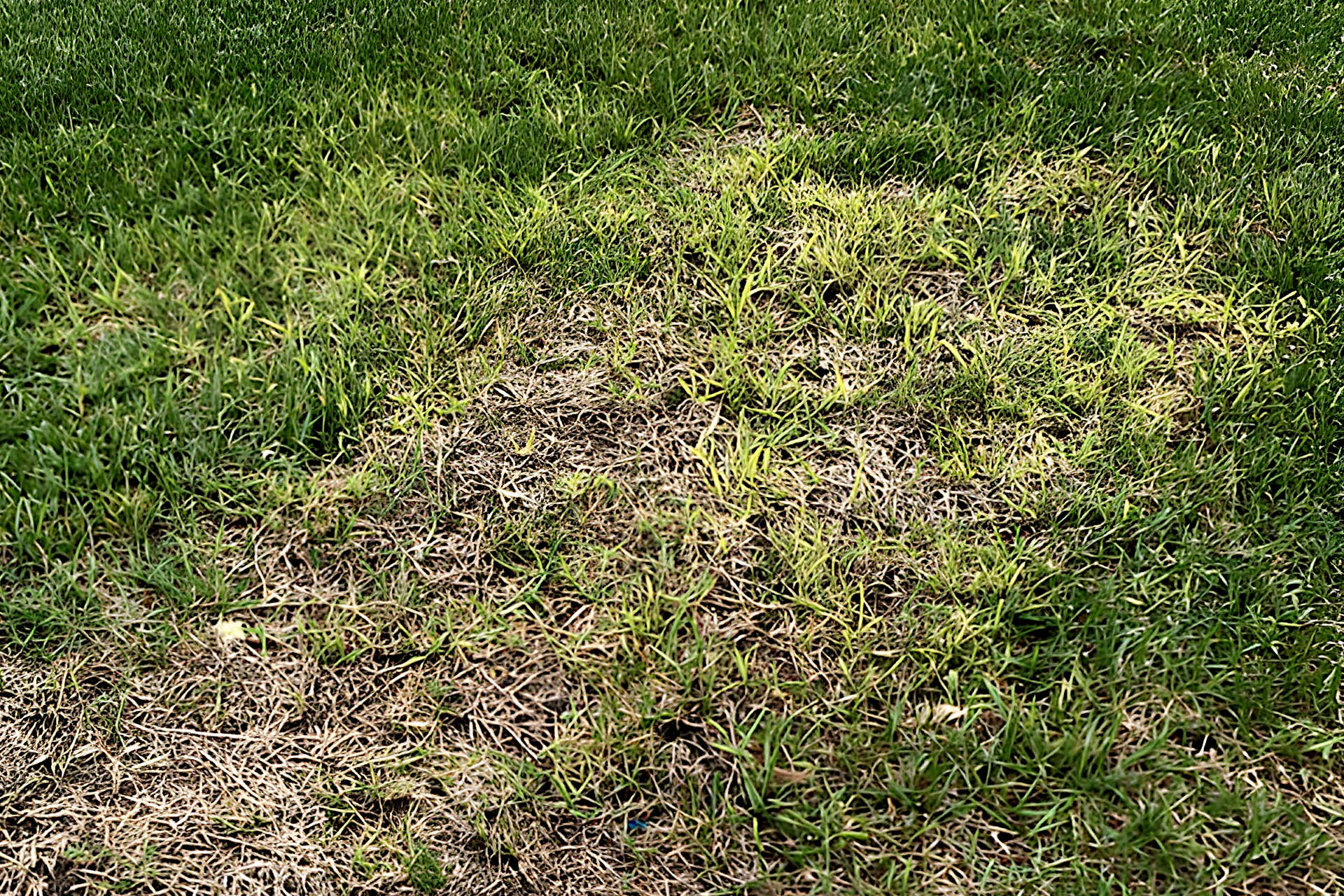 Take-All Root Rot - How to Spot It, Treat It, and Prevent It from ... Take-All Root Rot - How to Spot It, Treat It, and Prevent It from ...