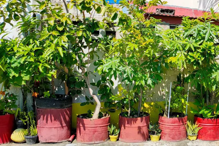 Pruning an Avocado Tree: Managing the Growth and Shape of Your Avocado ...