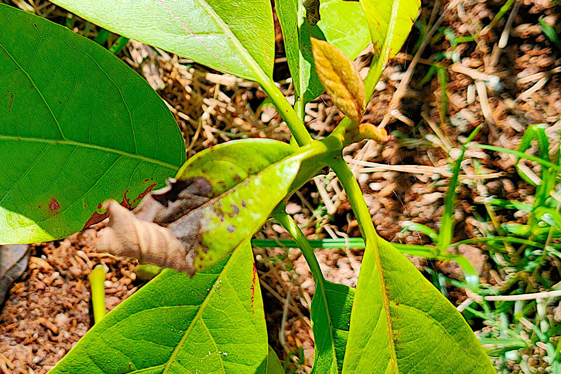 How to Grow Avocado Indoors - Growing Avocados as A House Plant ...