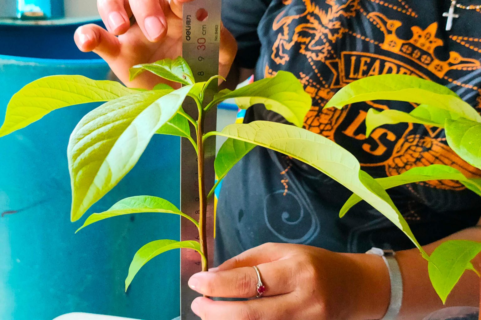 Keeping Your Avocado Plant Small - Gardening Latest