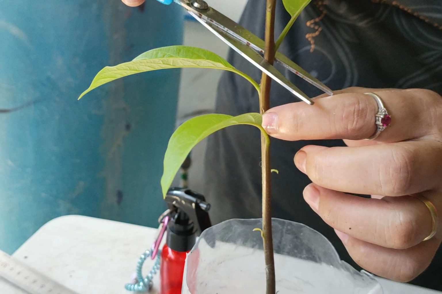 Pinching Plants - Controlling and Improving the Growth of Your Plants ...