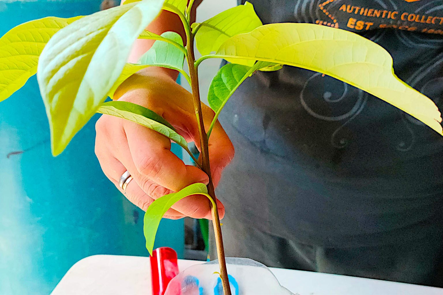 Pinching Plants - Controlling and Improving the Growth of Your Plants ...