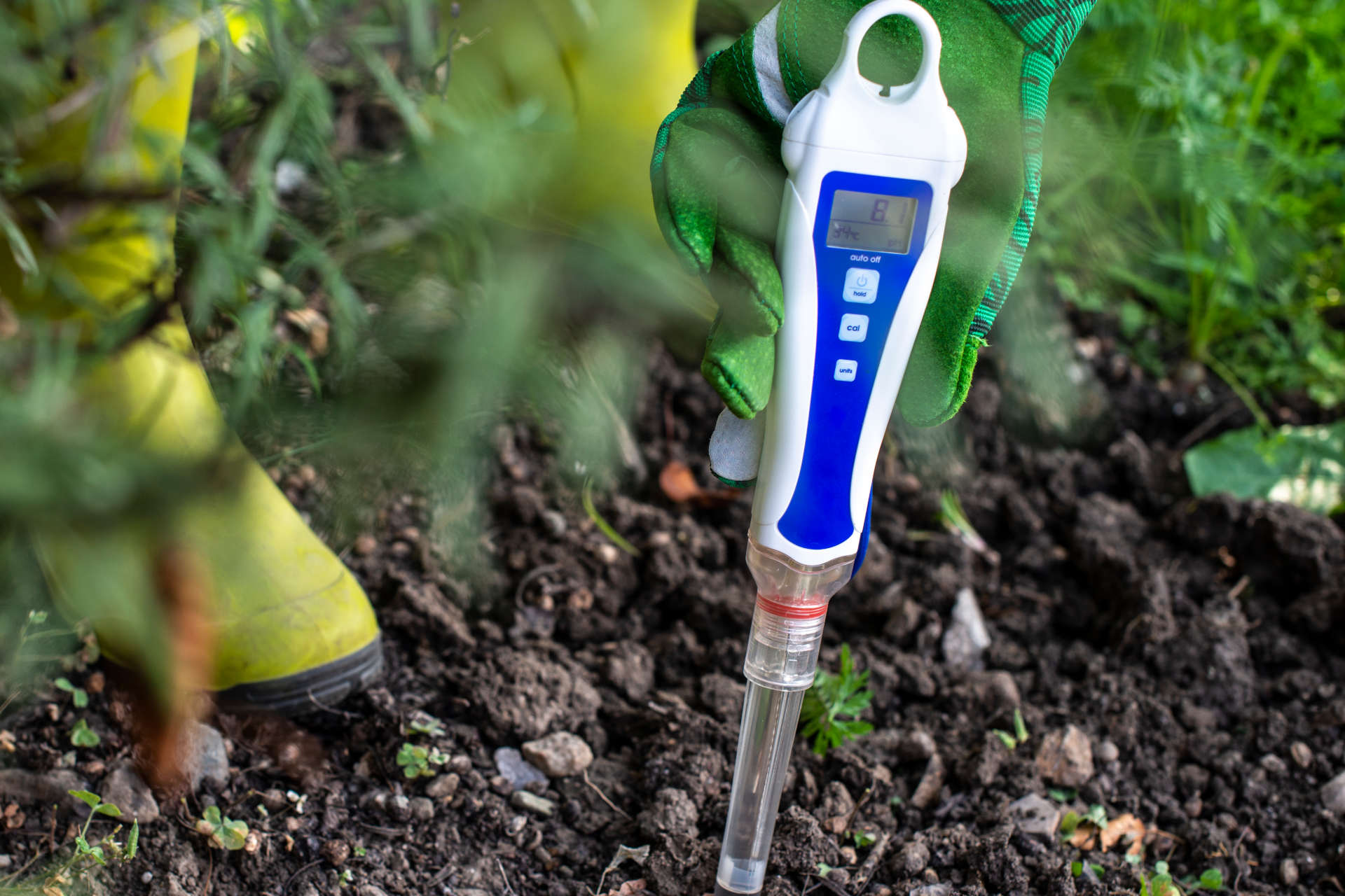 Step-by-Step Guide to Planting a Cut Flower Garden - Gardening Latest