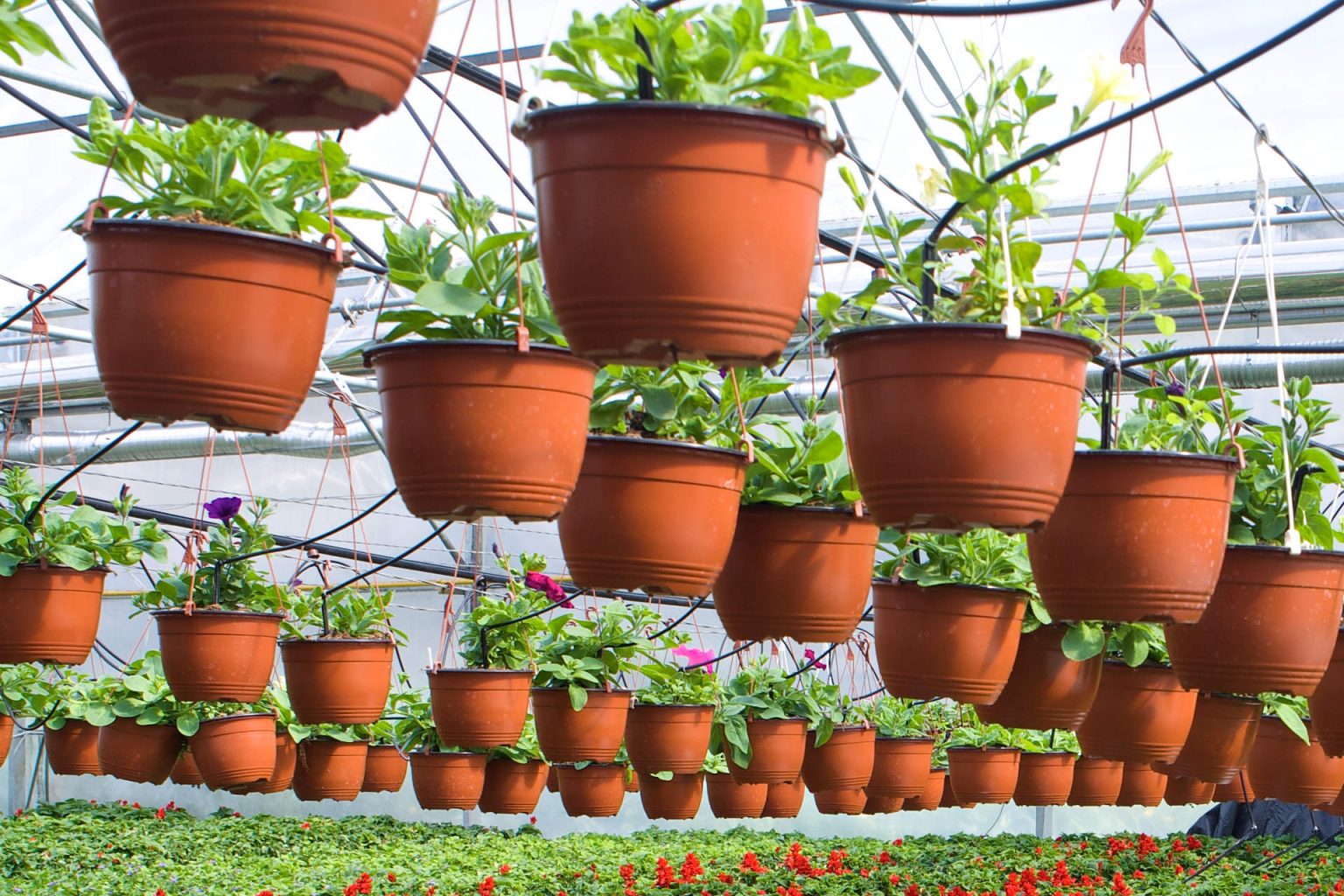 Drip System Hydroponics: What It Is and How to Get Started - Gardening ...