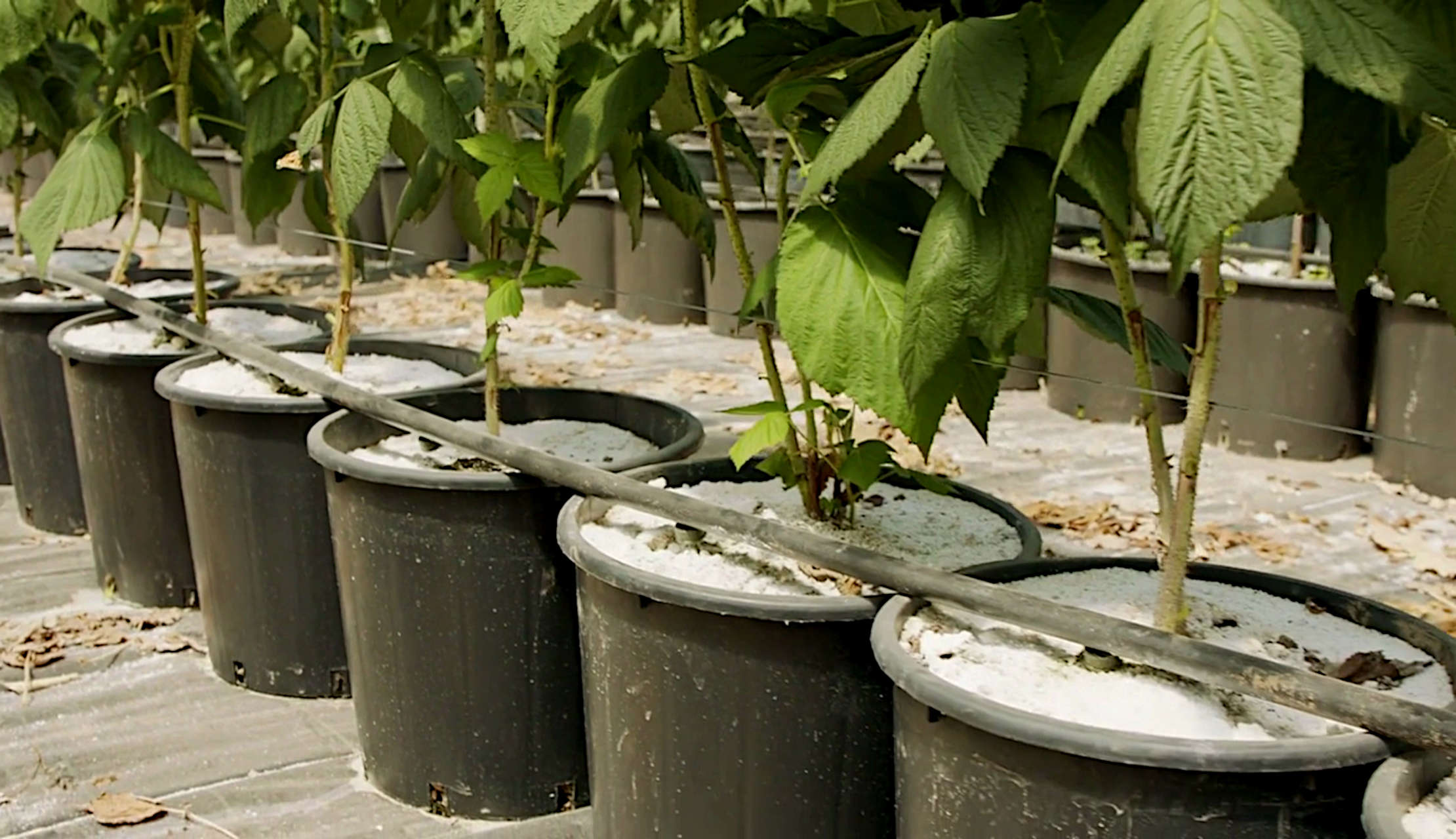 Drip System Hydroponics: What It Is and How to Get Started - Gardening ...