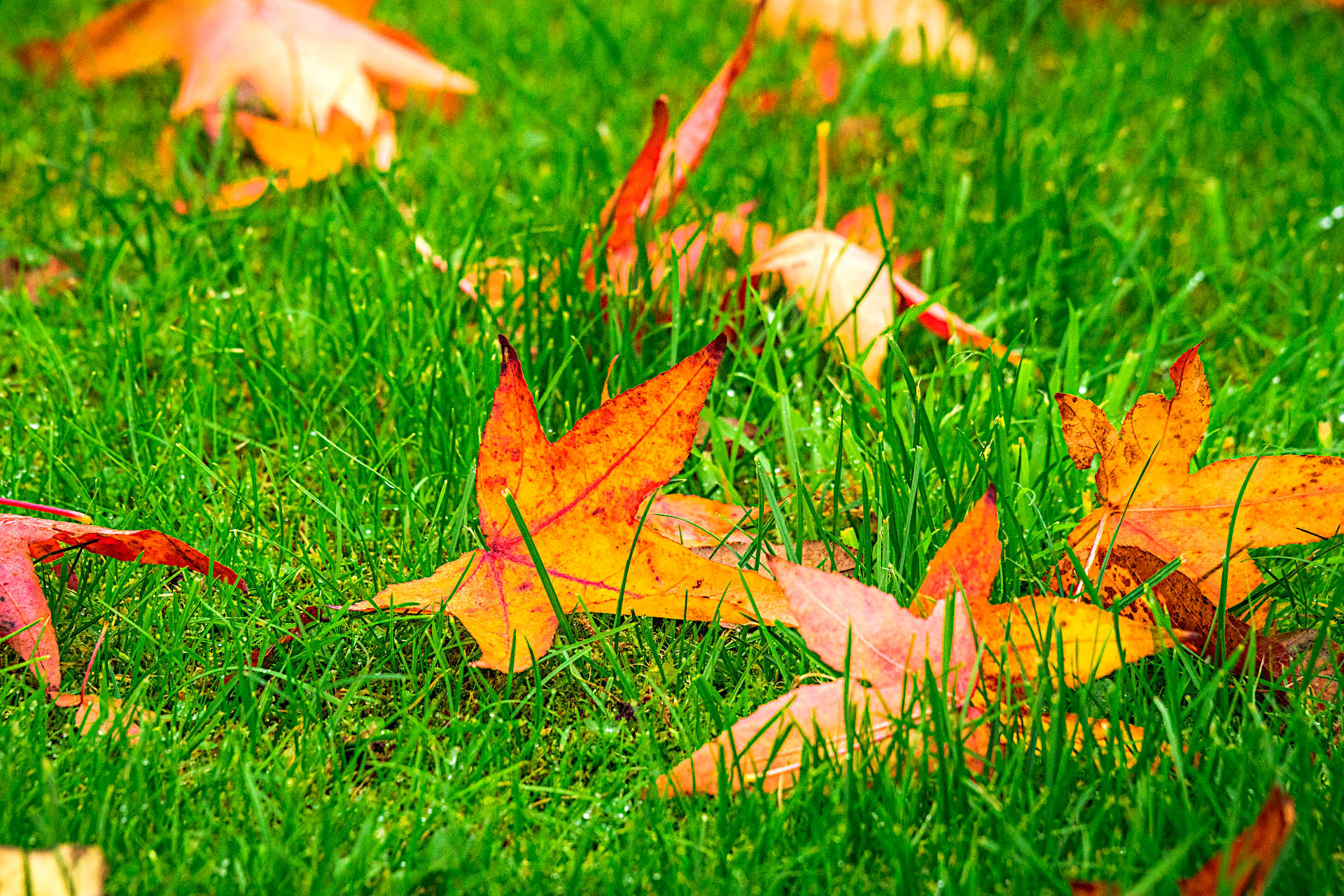 How to Prepare Your Lawn During the Fall Season for Winter: Fall Lawn ...
