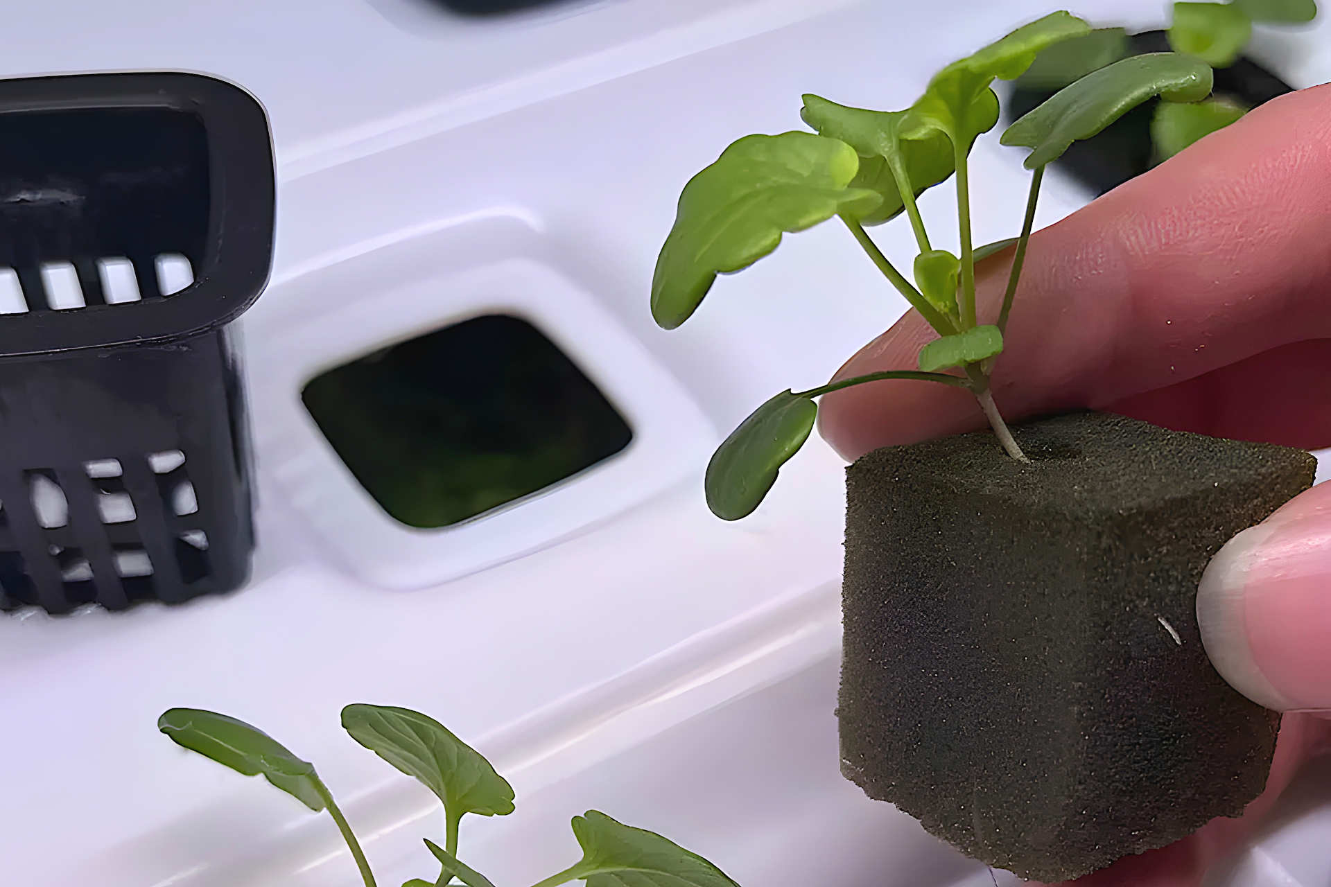 No-Soil Gardening: Choosing the Growing Medium for Your Semi-Hydroponic ...