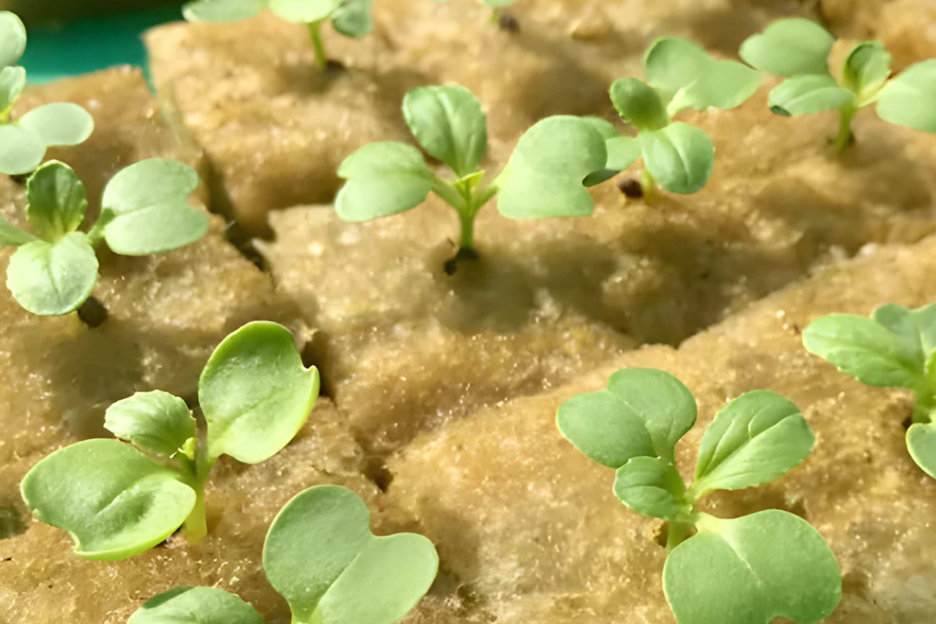 No-Soil Gardening: Choosing the Growing Medium for Your Semi-Hydroponic ...