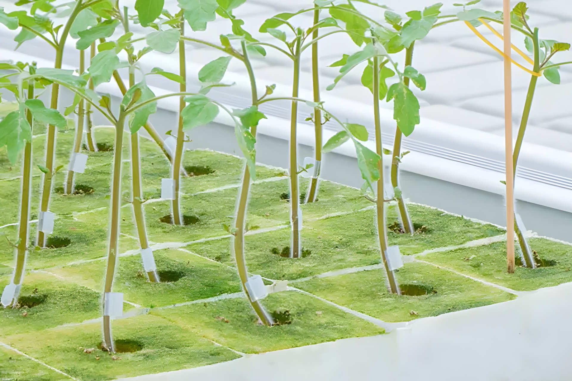 No-Soil Gardening: Choosing the Growing Medium for Your Semi-Hydroponic ...