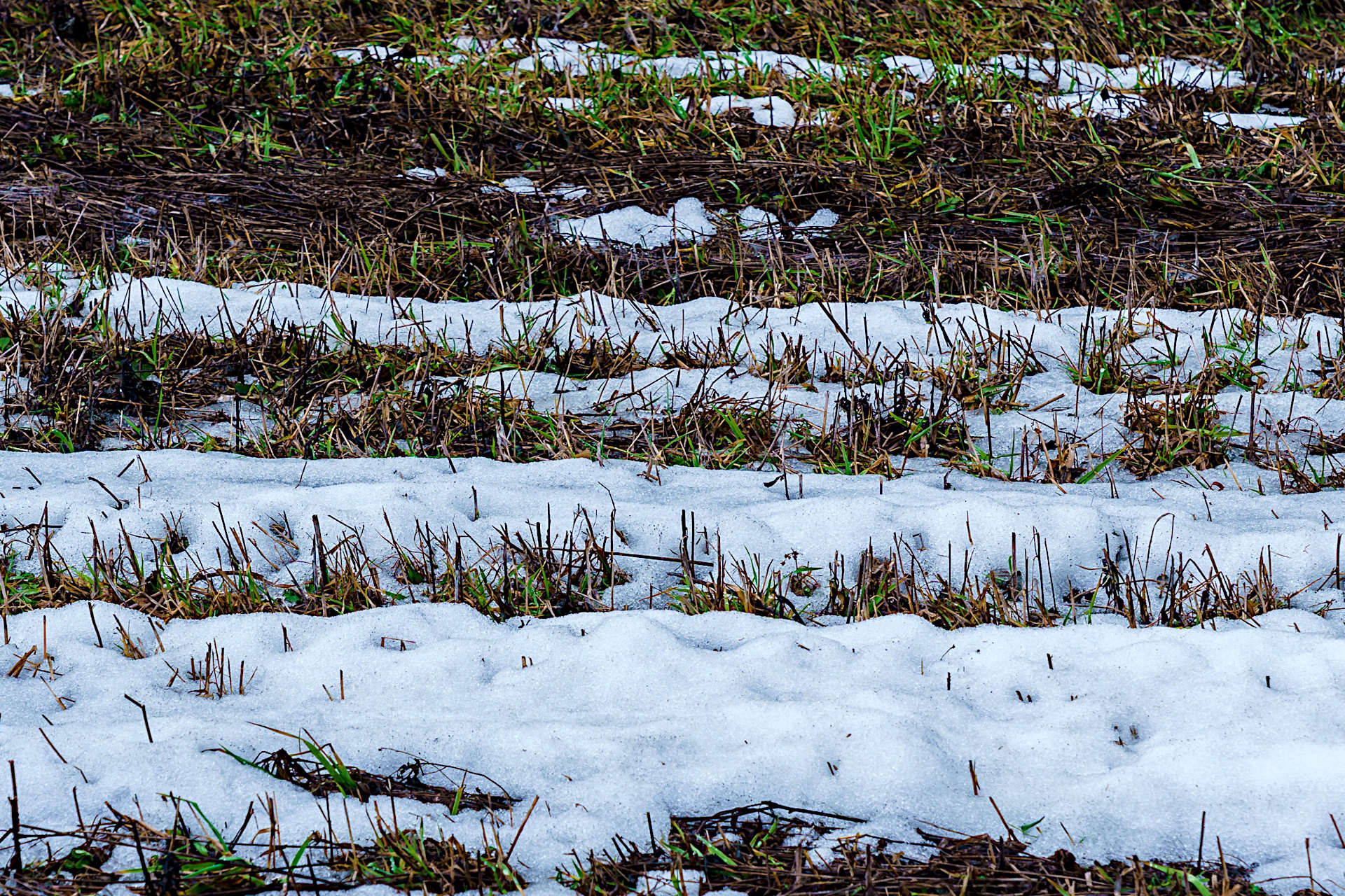 How Cold is Too Cold for Planting Grass Seed? - Gardening Latest
