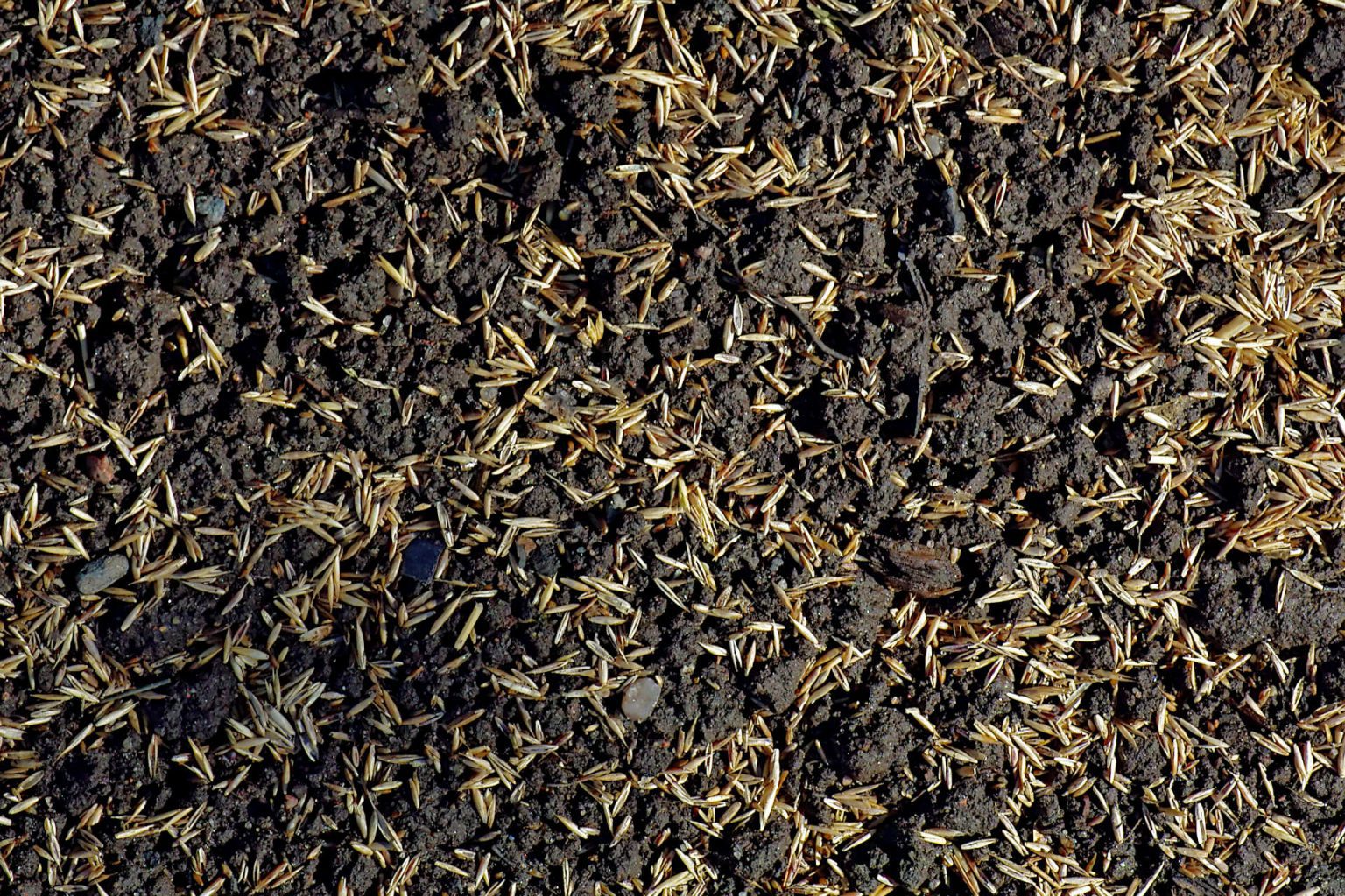 How to Speed Up Grass Seed Germination - 9 Proven Methods