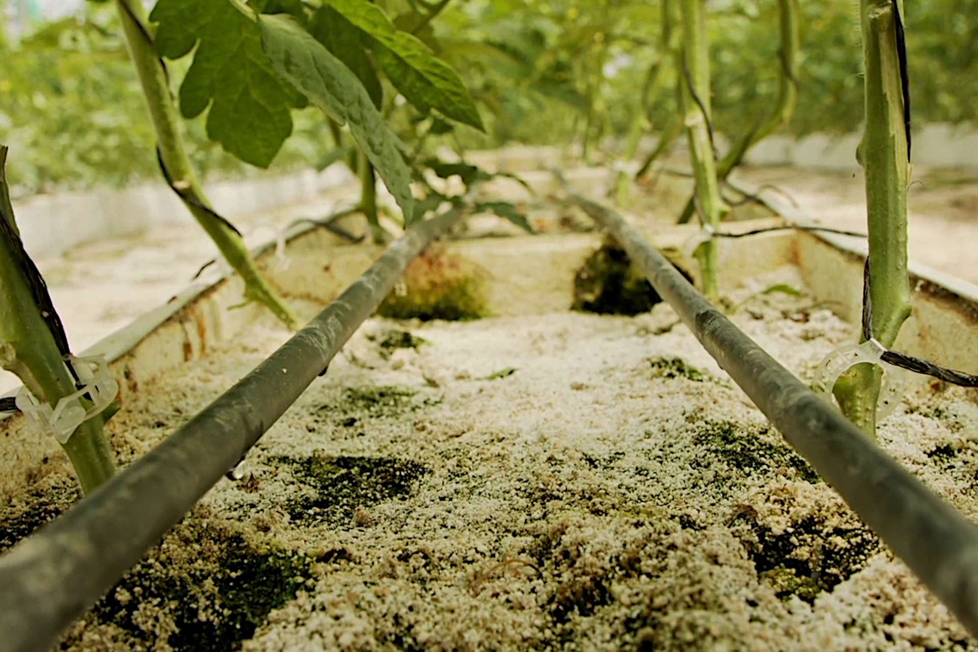 Drip System Hydroponics: What It Is and How to Get Started - Gardening ...