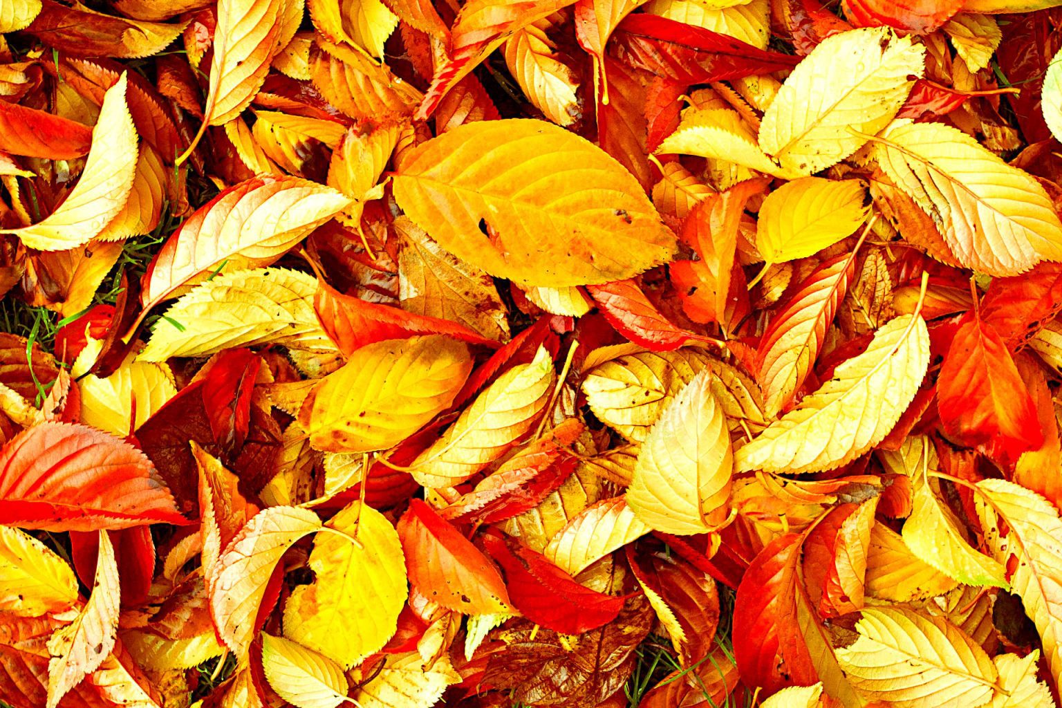 The Easy Way to Get The Right Compost Ratio of Browns to Greens ...