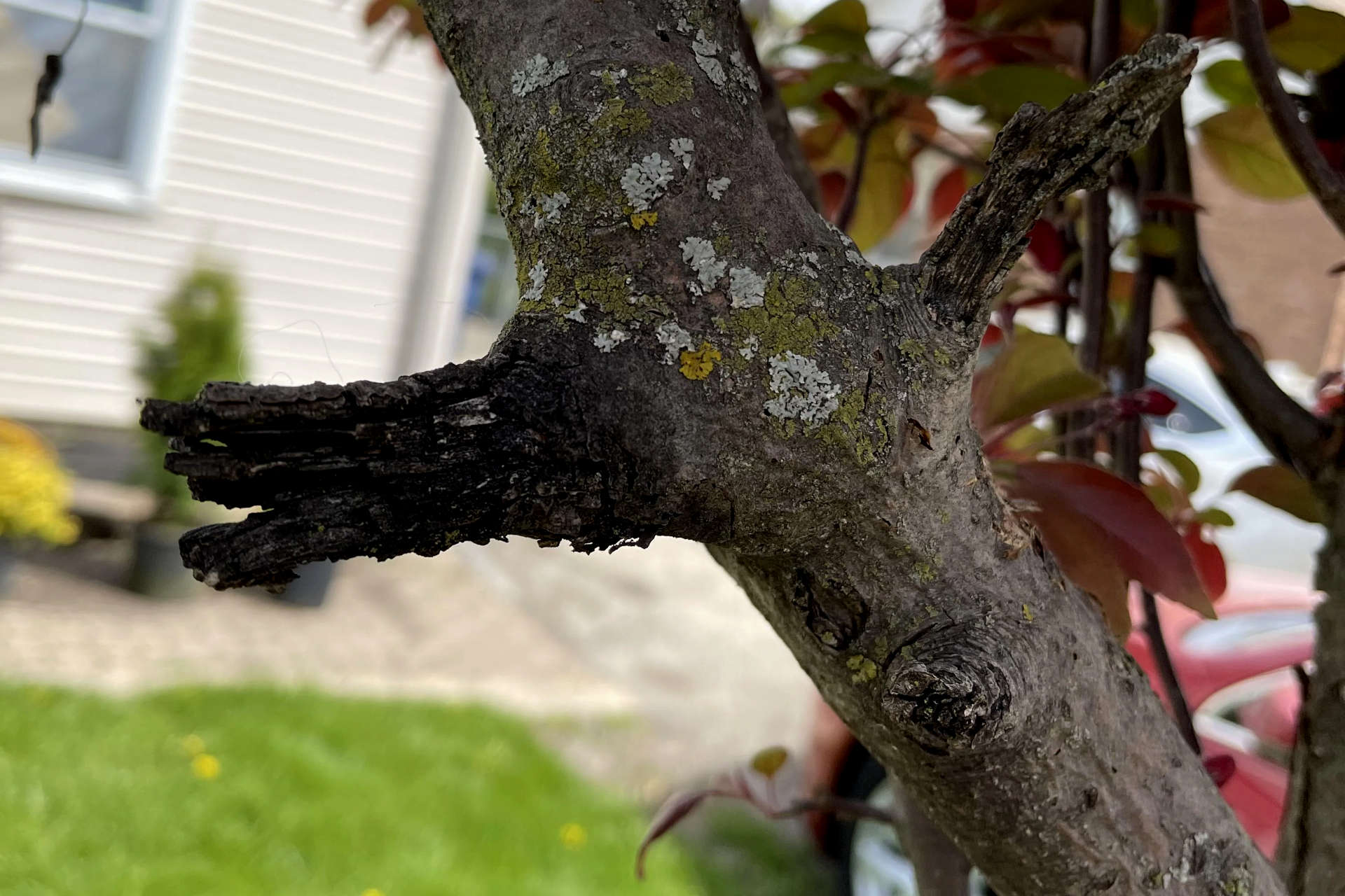 Pest and Disease Control for Trees: What You Need to Know - Checking ...