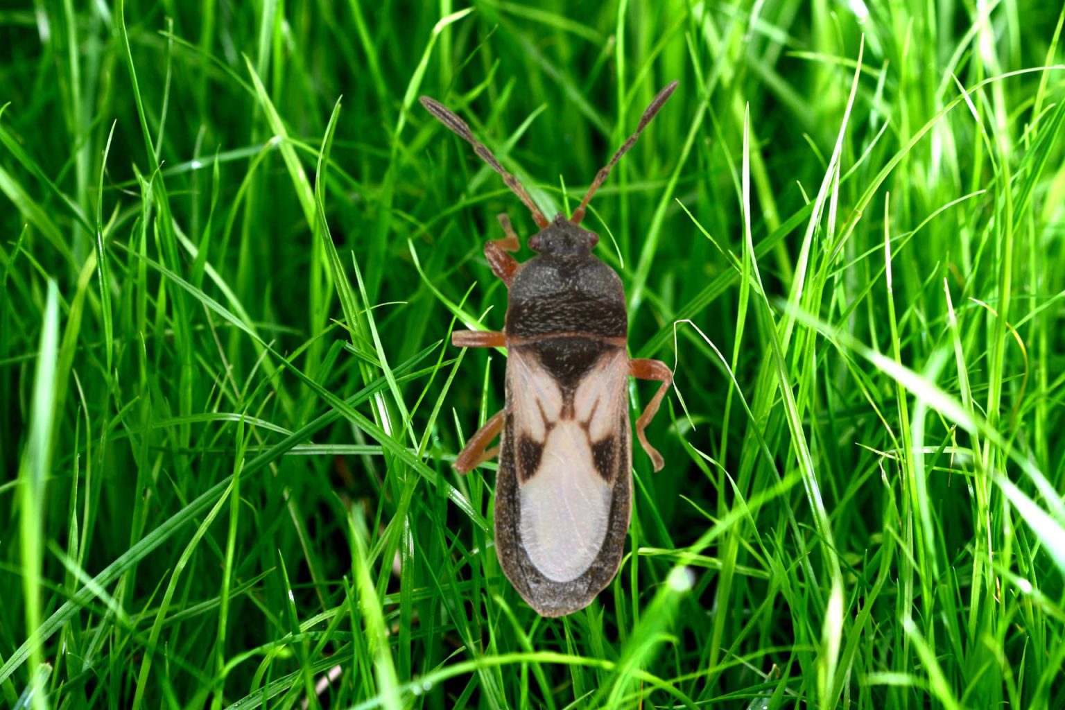Chich Bugs: What Are They and Why Are They Dangerous for Your Lawn ...