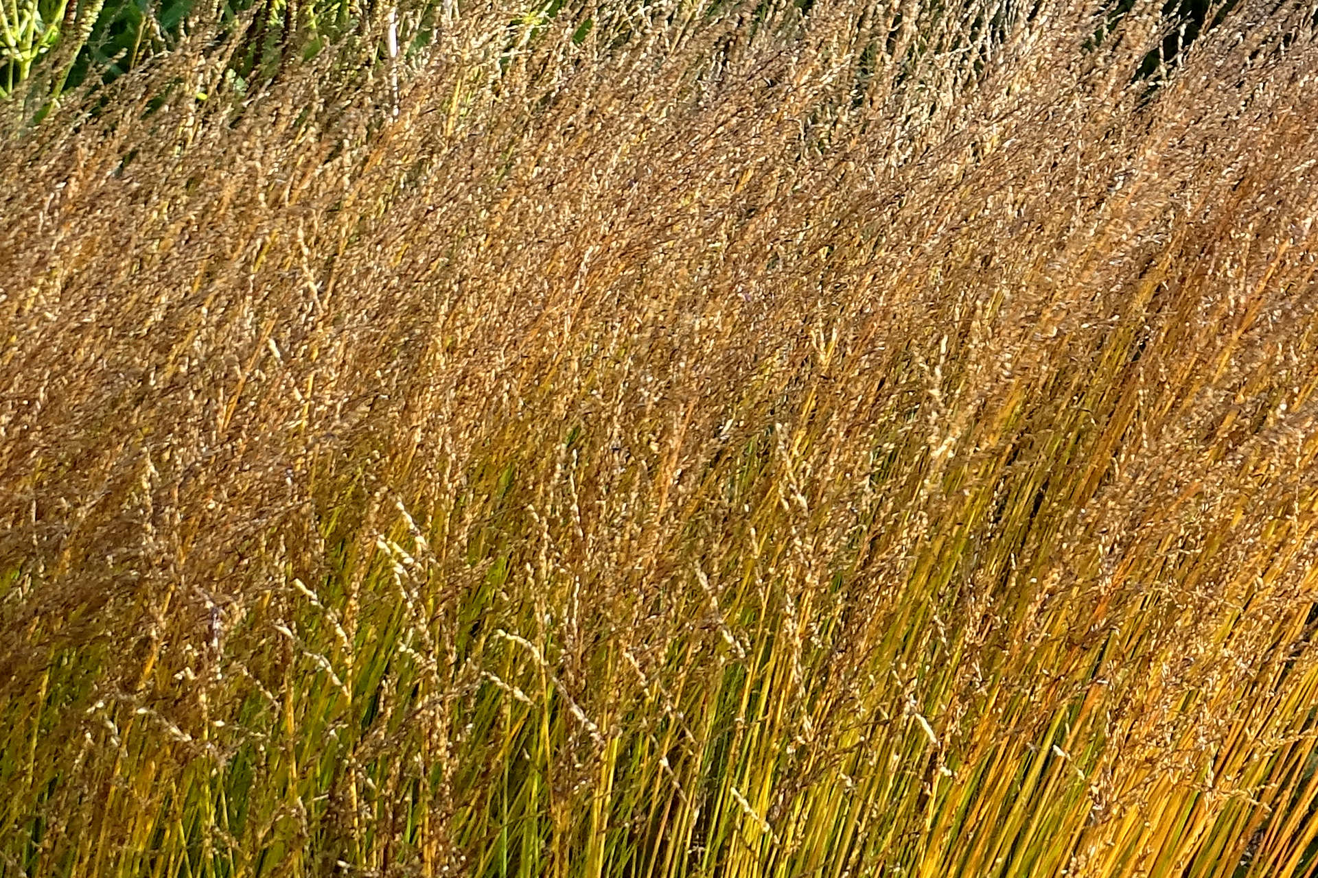 Cutting Back Deciduous Grasses in Late Winter or Early Spring ...