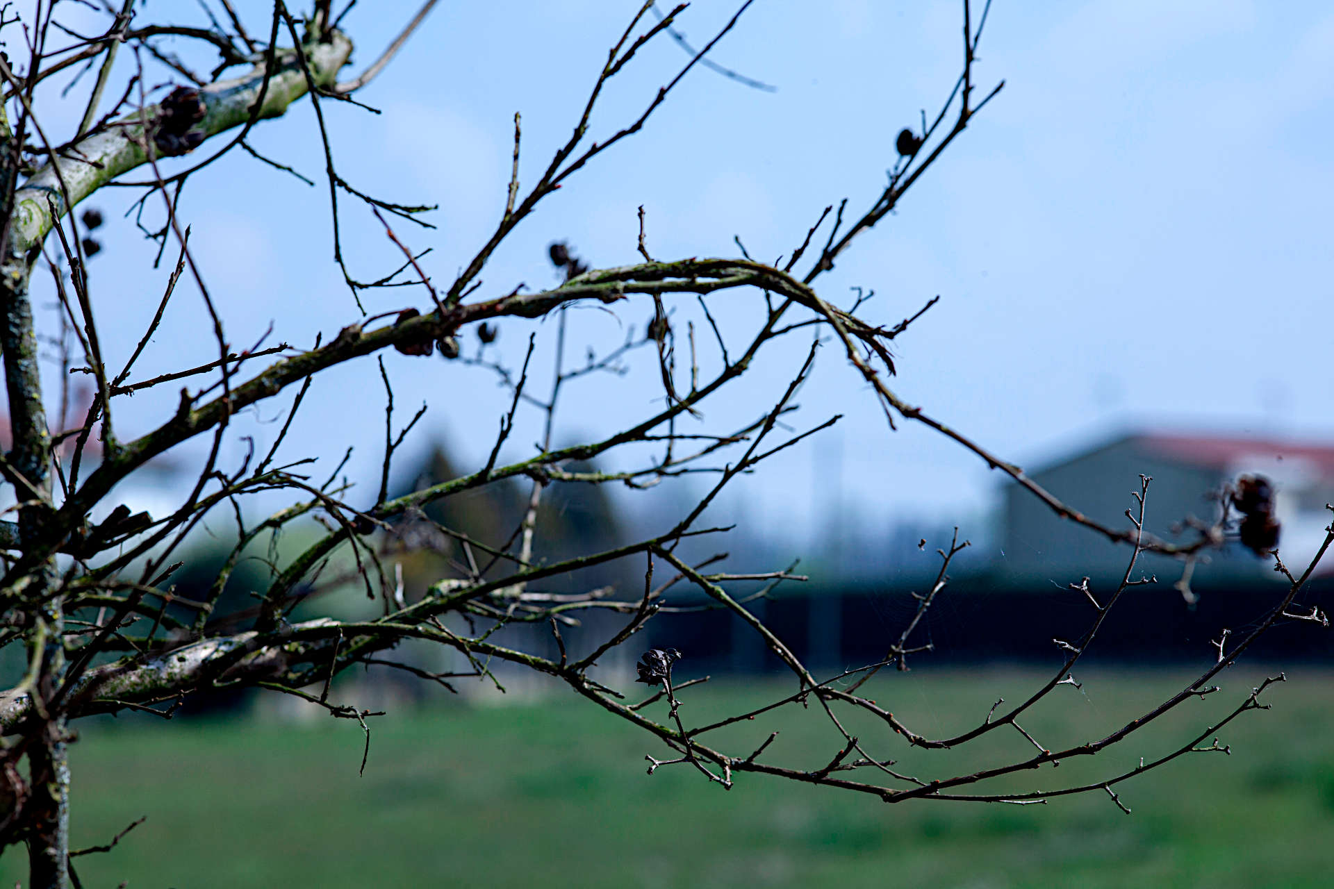 From Dormancy to Thriving: The Ultimate Guide to Moving Shrubs and ...