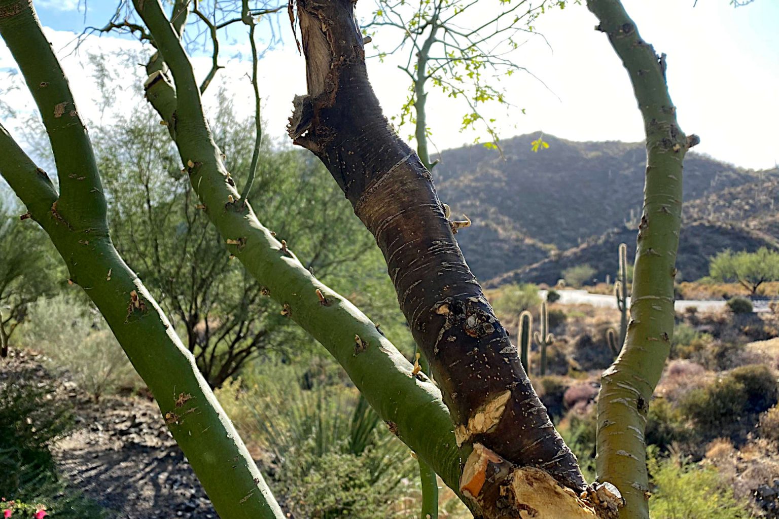 Pest and Disease Control for Trees: What You Need to Know - Checking ...