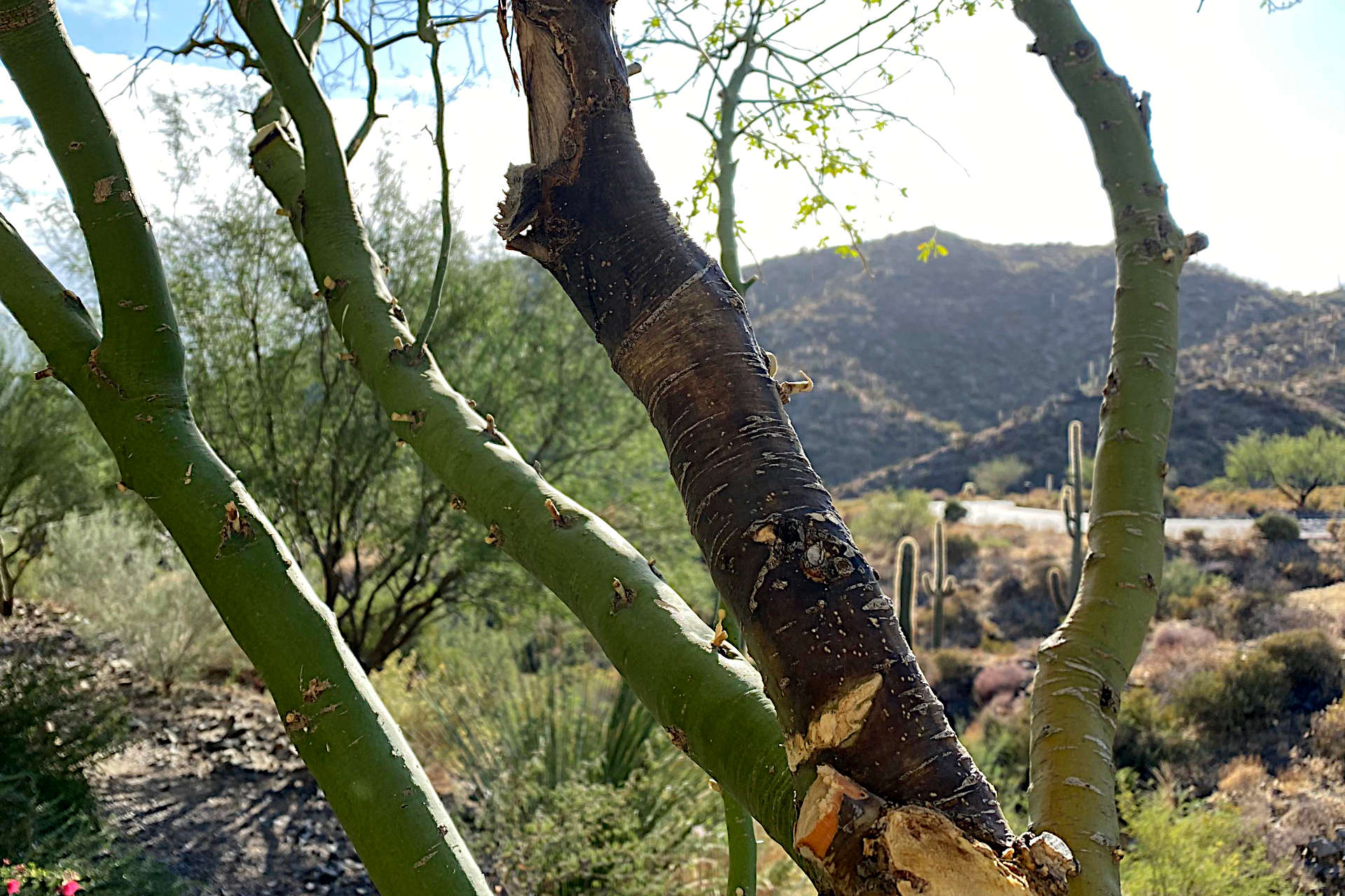 Pest and Disease Control for Trees: What You Need to Know - Checking ...