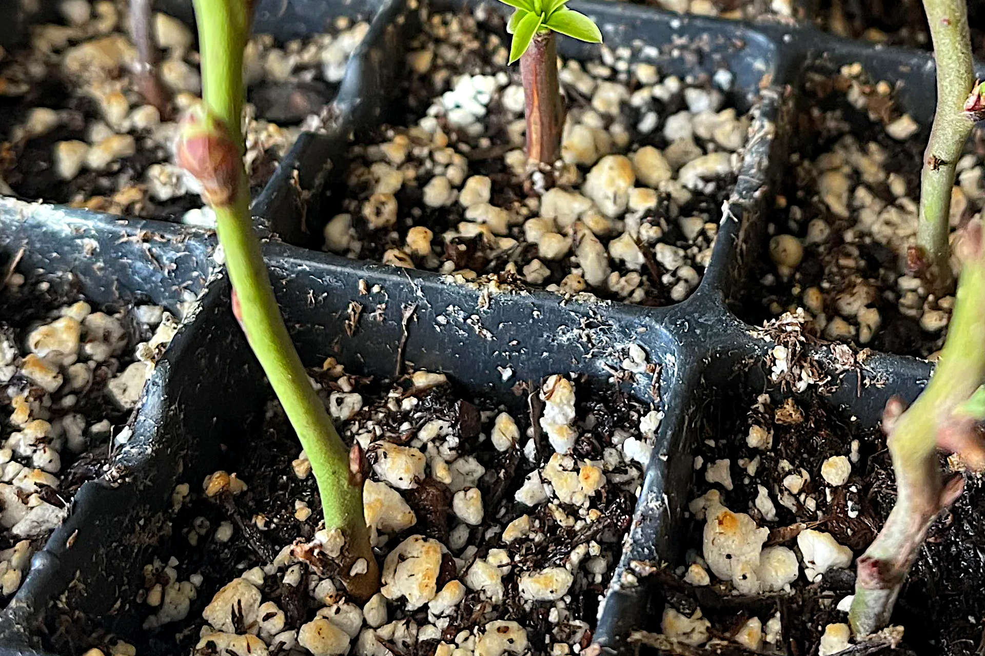 The Secret to Propagating Trees, Shrubs, and Climbers: Hardwood ...